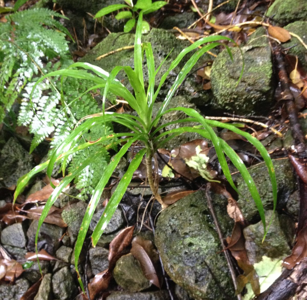 Halapepe, the survivor – Hawaiian Insects