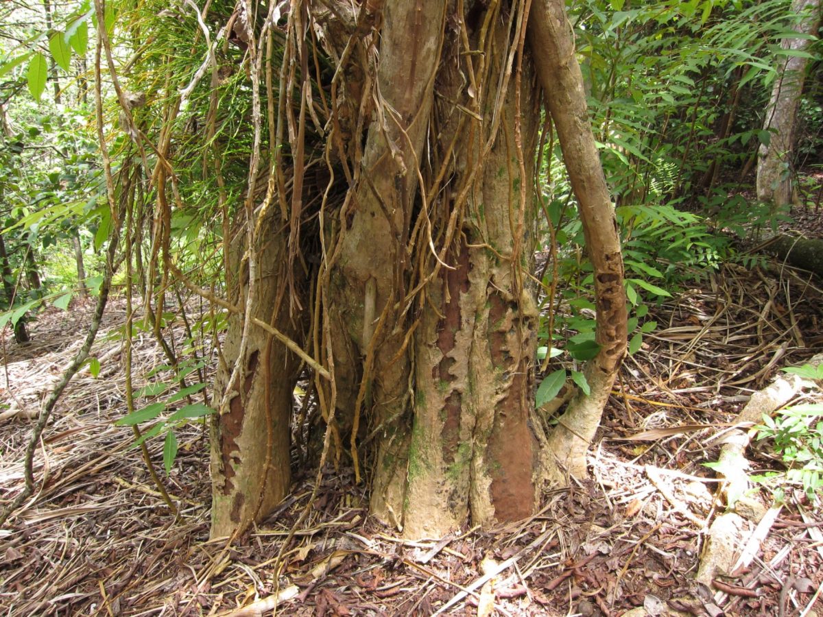 Halapepe, the survivor – Hawaiian Insects